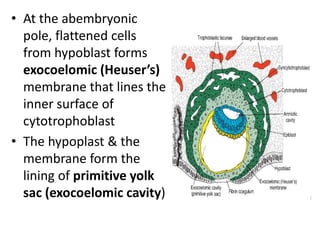 Cleavage, Blastocyte formation and Implantation.pptx