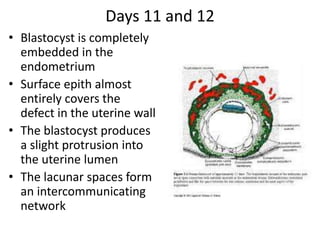 Cleavage, Blastocyte formation and Implantation.pptx