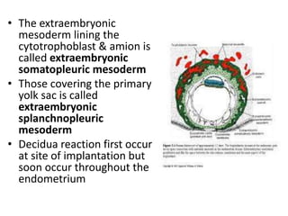 Cleavage, Blastocyte formation and Implantation.pptx