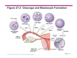 Cleavage, Blastocyte formation and Implantation.pptx