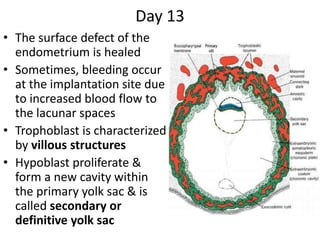 Cleavage, Blastocyte formation and Implantation.pptx