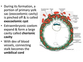 Cleavage, Blastocyte formation and Implantation.pptx