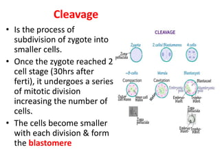 Cleavage, Blastocyte formation and Implantation.pptx