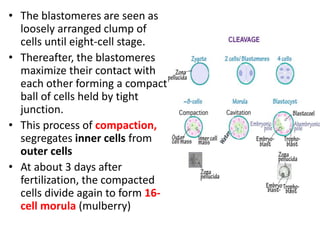 Cleavage, Blastocyte formation and Implantation.pptx