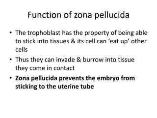 Cleavage, Blastocyte formation and Implantation.pptx