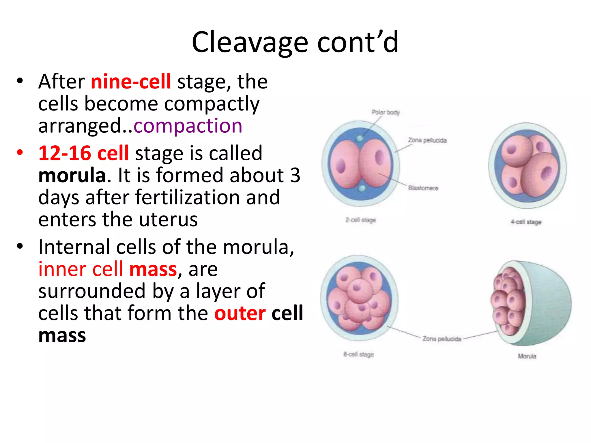 Cleavage, implantation of the embryo and bilaminar | PPTX