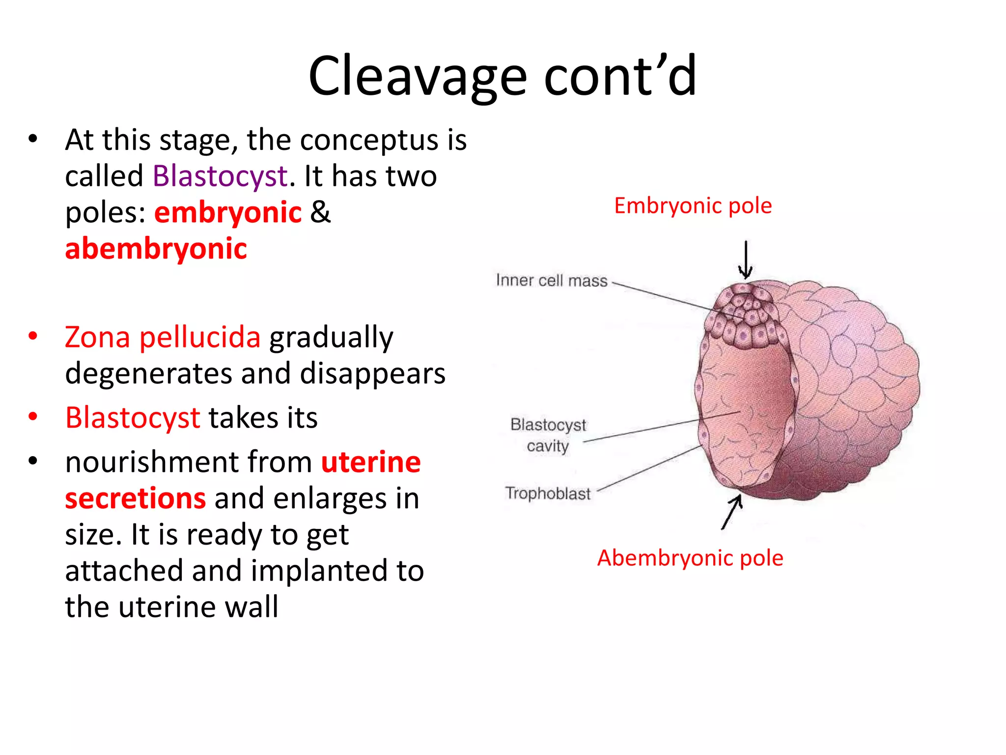 Cleavage, implantation of the embryo and bilaminar | PPTX