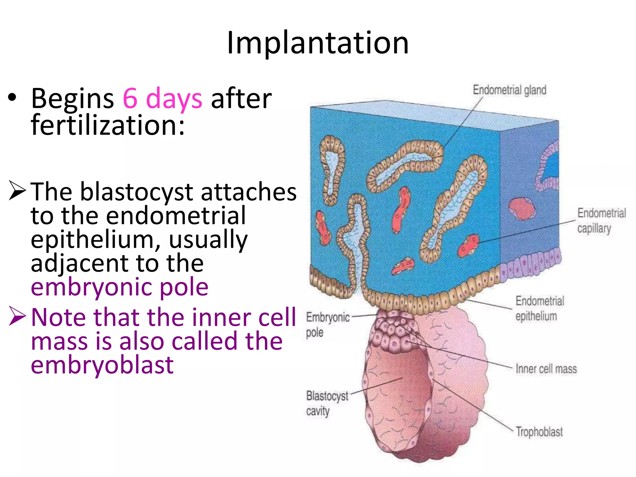 Cleavage, implantation of the embryo and bilaminar | PPTX