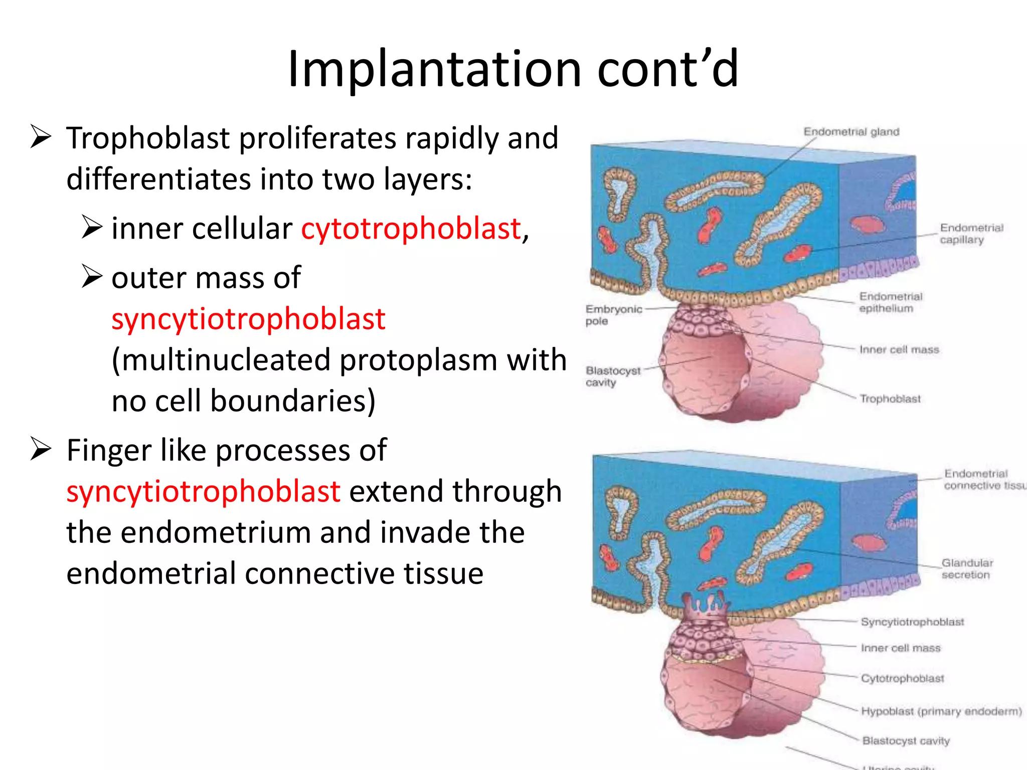 Cleavage, implantation of the embryo and bilaminar | PPTX