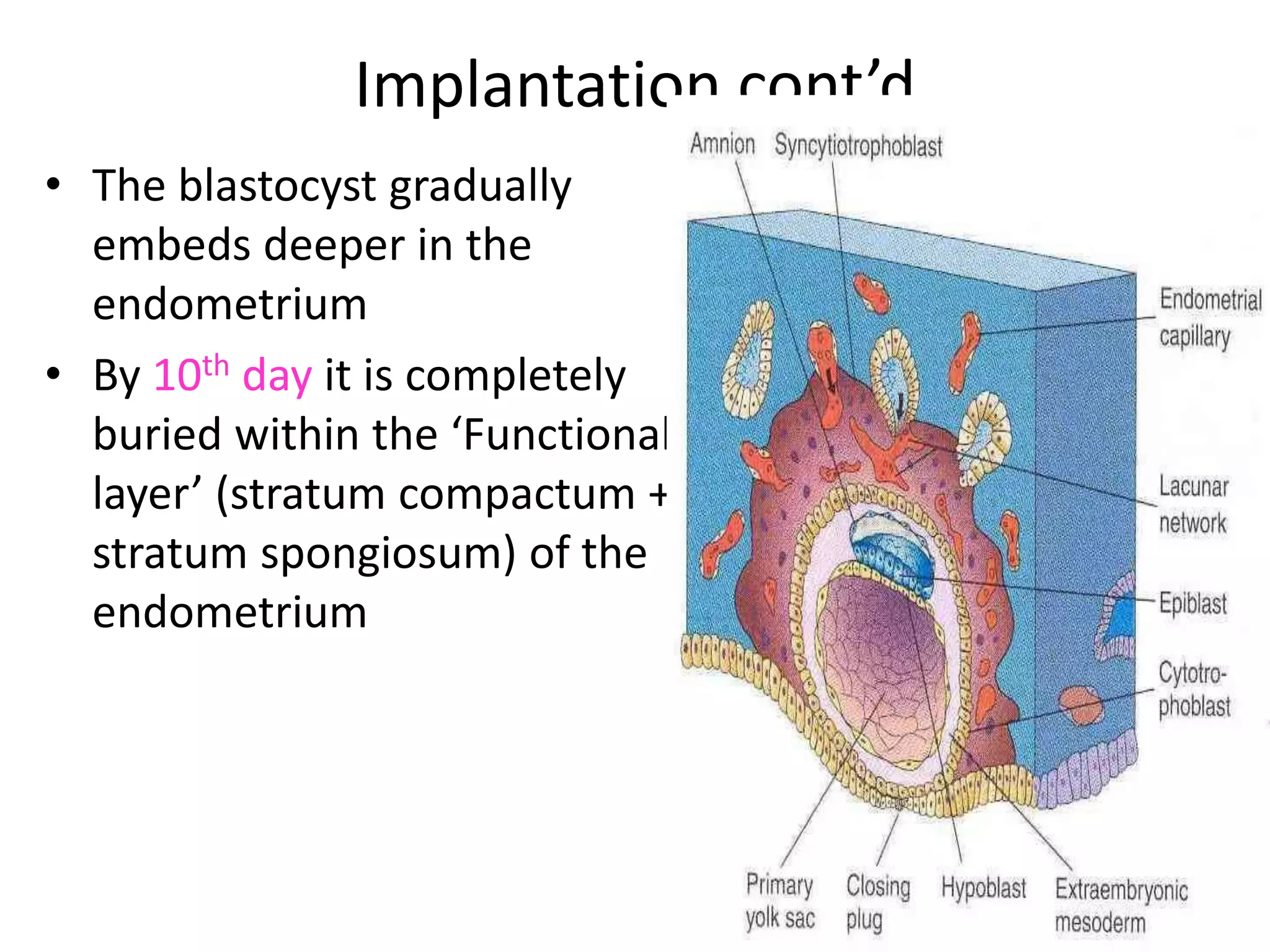 Cleavage, implantation of the embryo and bilaminar | PPTX
