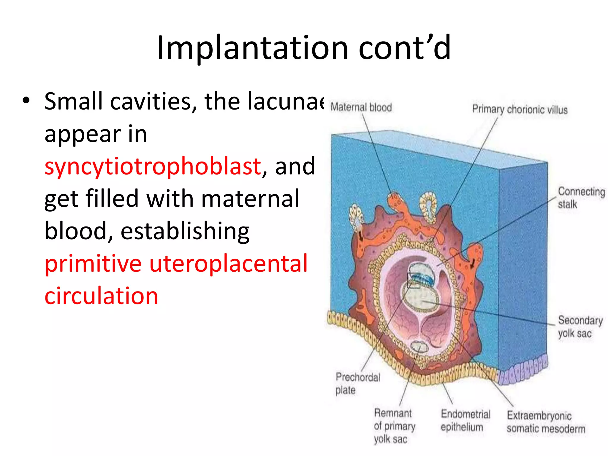 Cleavage, implantation of the embryo and bilaminar | PPTX