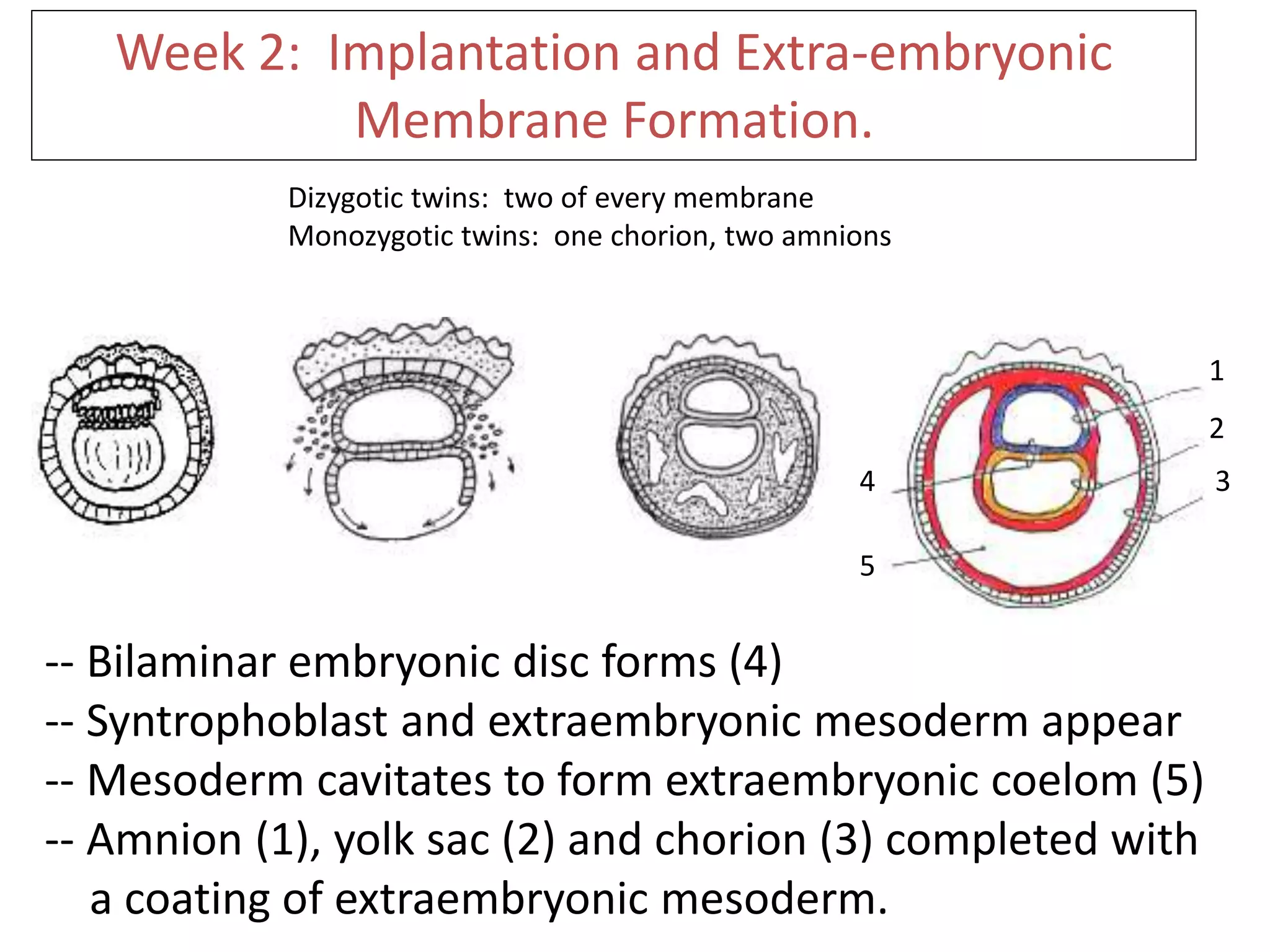 Cleavage, implantation of the embryo and bilaminar | PPTX