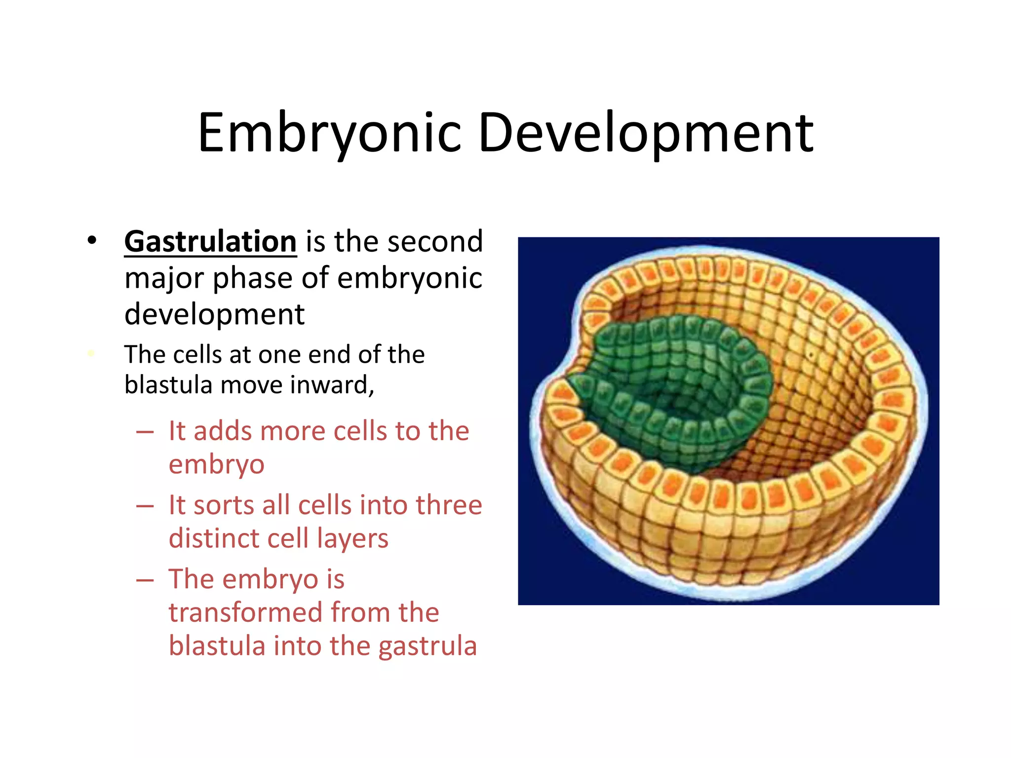 Cleavage, implantation of the embryo and bilaminar | PPTX