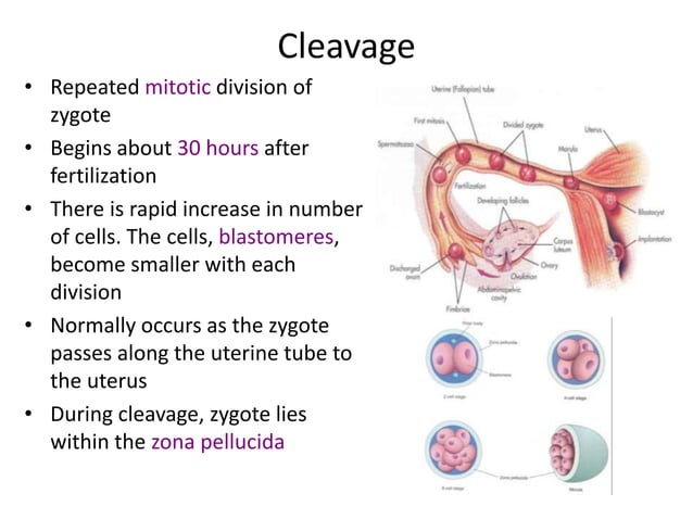 Cleavage, implantation of the embryo and bilaminar | PPTX | Infertility ...