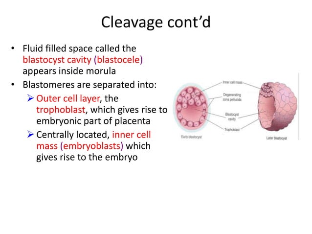 Cleavage, implantation of the embryo and bilaminar | PPTX | Infertility ...