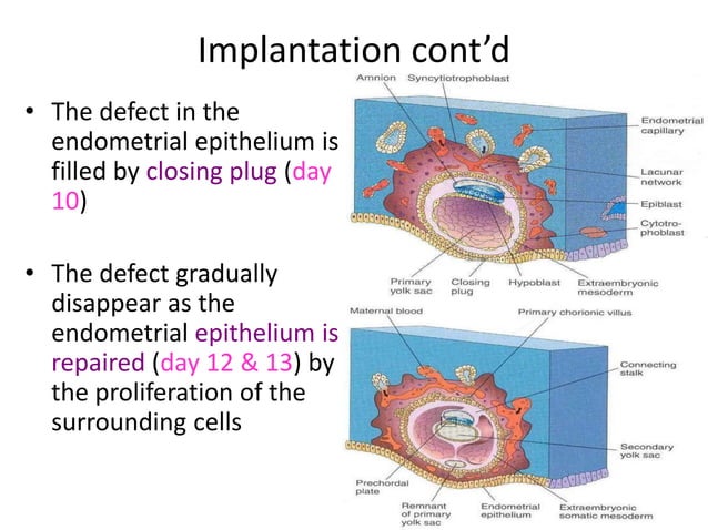 Cleavage, implantation of the embryo and bilaminar | PPTX | Infertility ...