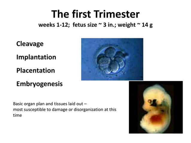Cleavage, implantation of the embryo and bilaminar | PPTX | Infertility ...