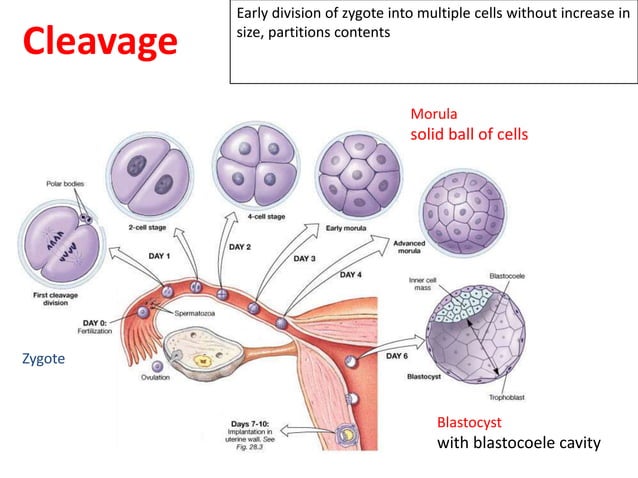 Cleavage, implantation of the embryo and bilaminar | PPTX | Infertility ...