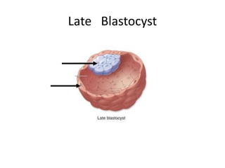 Late Blastocyst