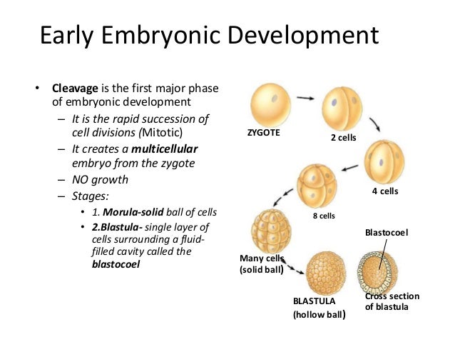 Cleavage, implantation of the embryo and bilaminar