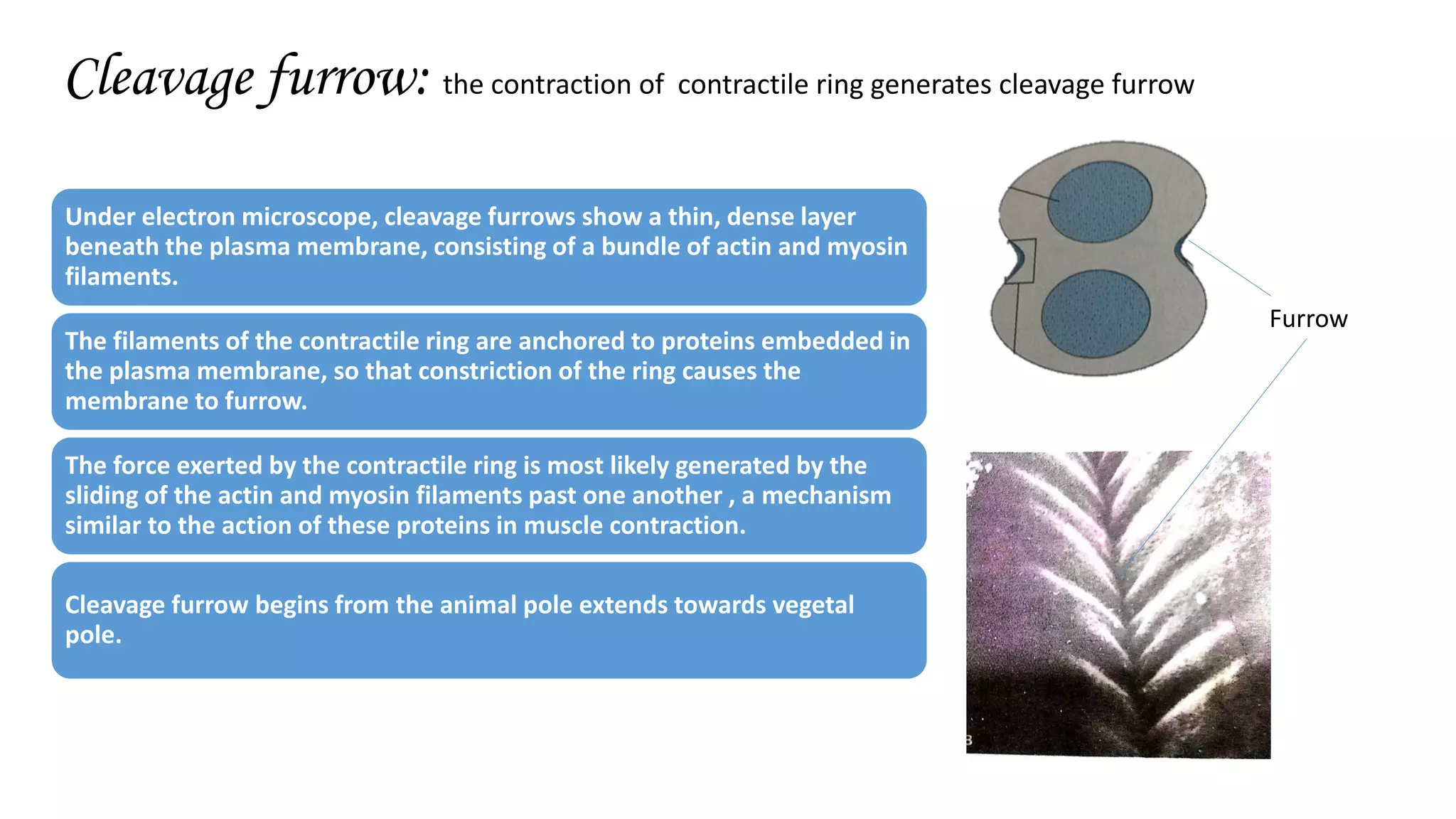 Cleavage in animals | PDF