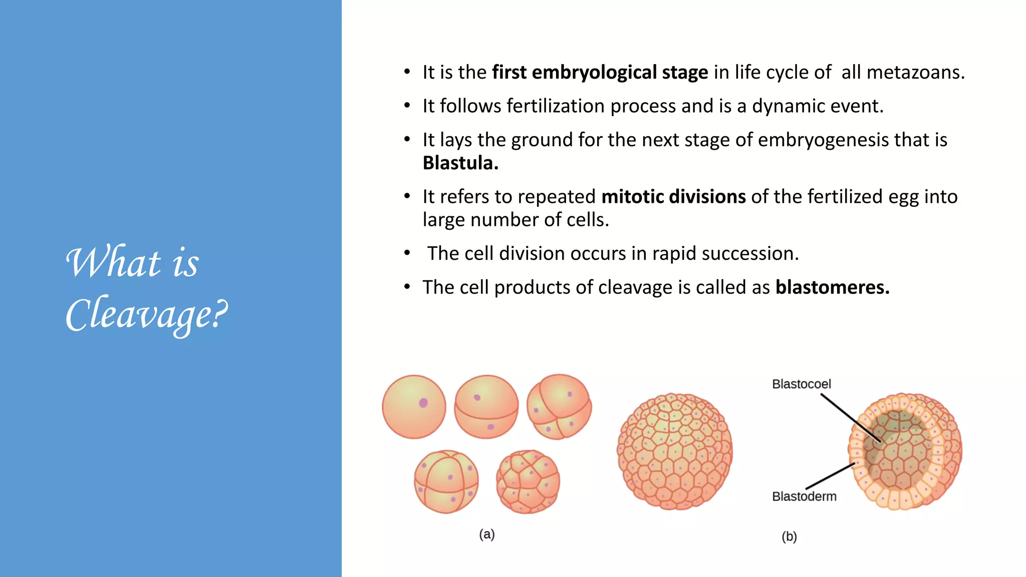 Cleavage in animals | PDF