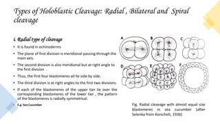 Cleavage in animals | PDF
