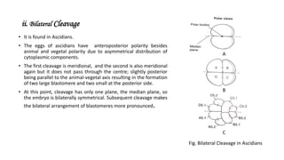 Cleavage in animals | PDF