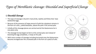 Cleavage in animals | PDF