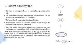Cleavage in animals | PDF