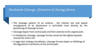 Cleavage in animals | PDF