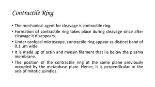 Cleavage in animals | PDF