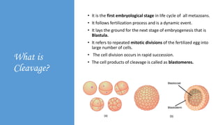 Cleavage in animals | PDF