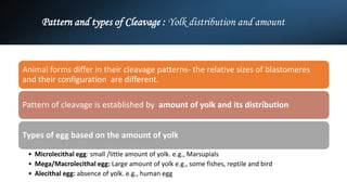 Cleavage in animals | PDF
