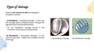 Cleavage in animals | PDF