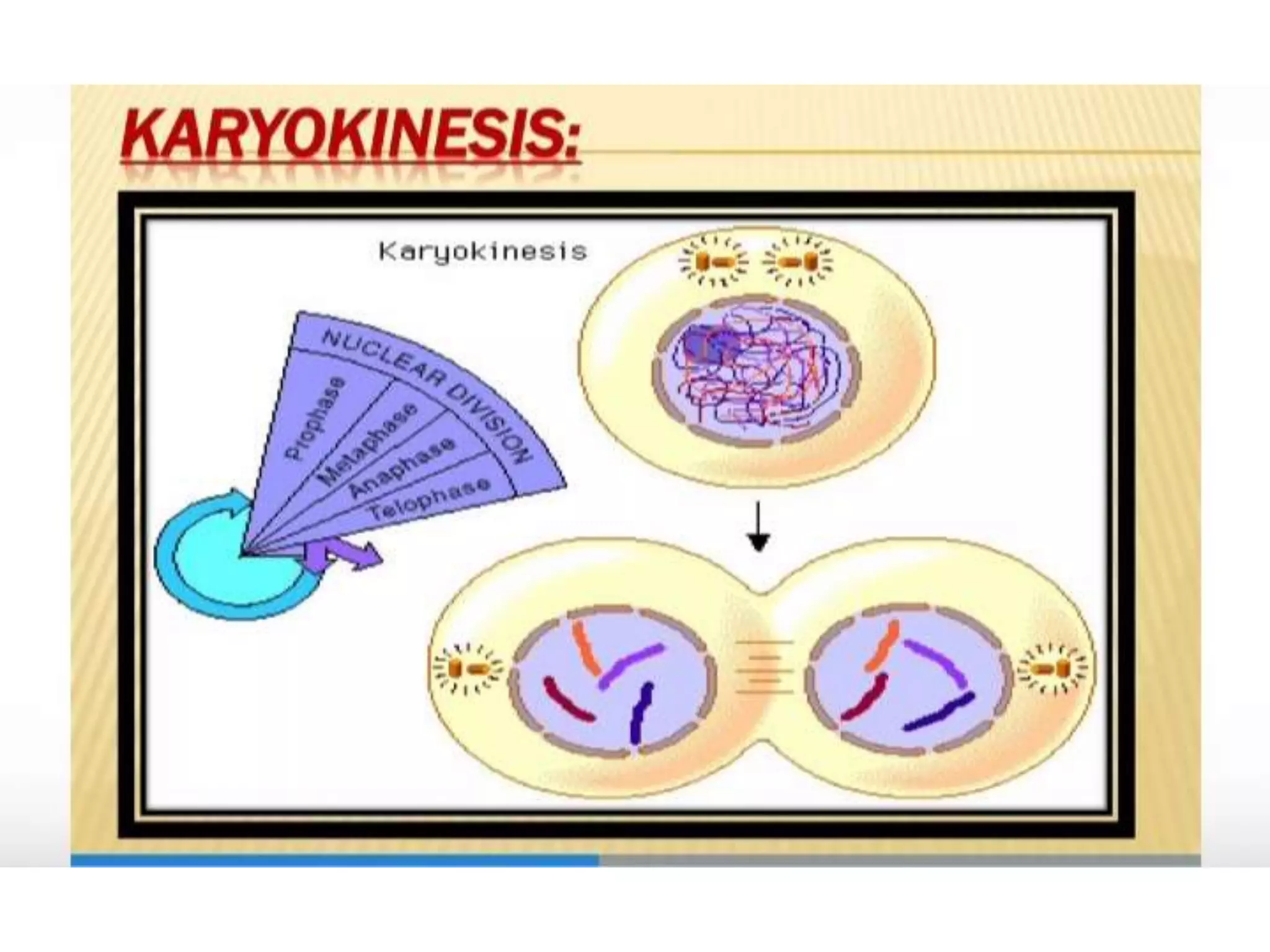pattern and mechanism of cleavage | PPTX