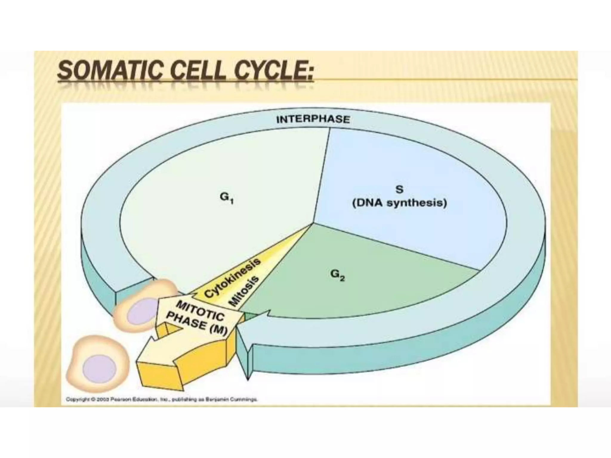pattern and mechanism of cleavage | PPTX