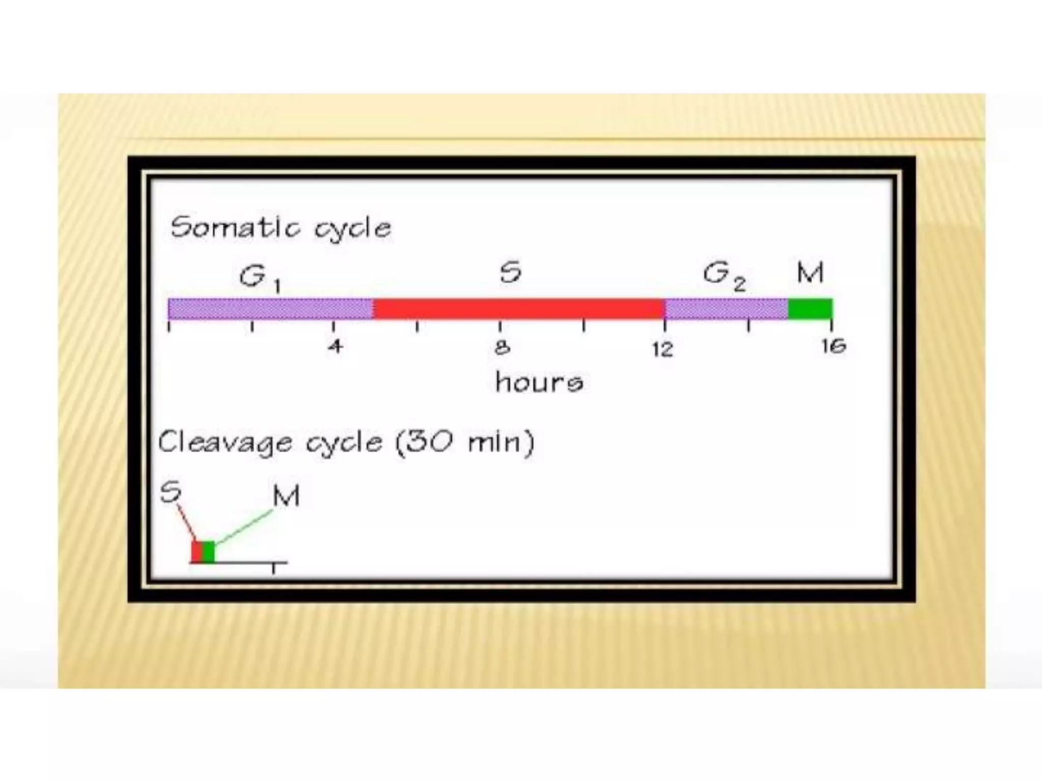 pattern and mechanism of cleavage | PPTX