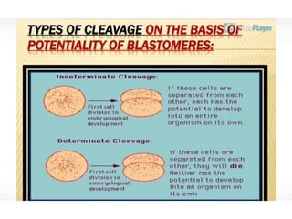 pattern and mechanism of cleavage | PPT