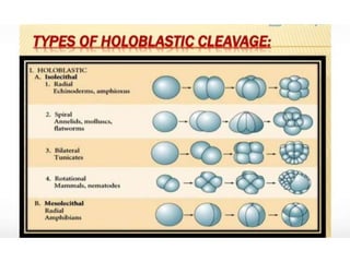 pattern and mechanism of cleavage | PPT