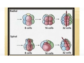 pattern and mechanism of cleavage | PPT