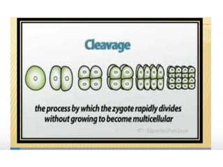 pattern and mechanism of cleavage | PPT
