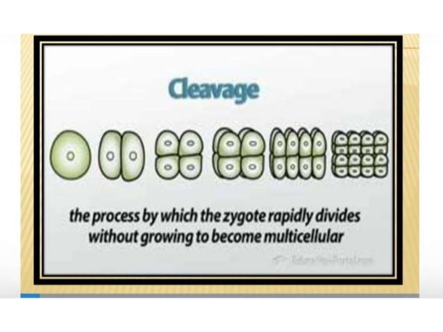pattern and mechanism of cleavage | PPT