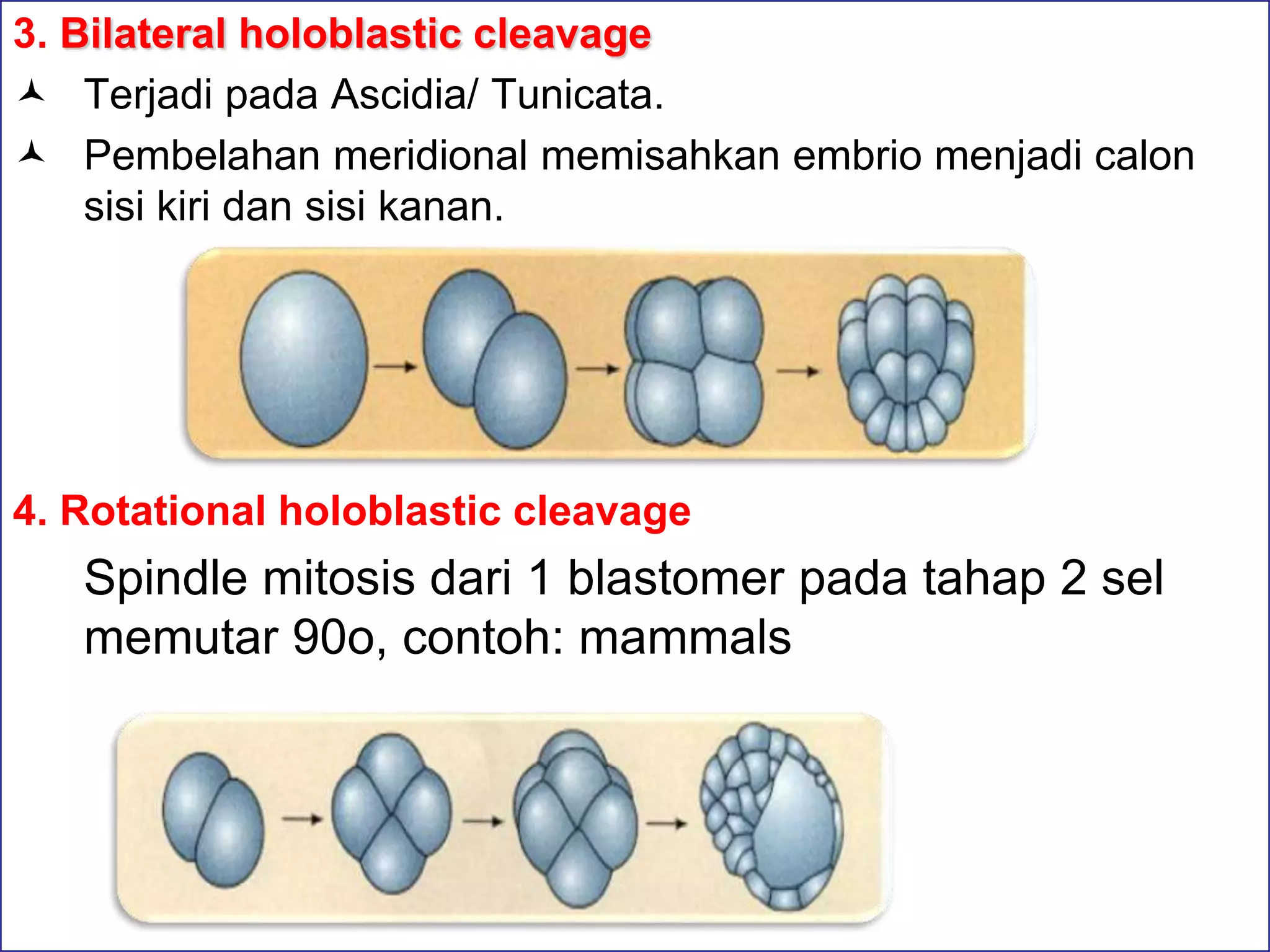 Cleavage orchidaceae | PPTX