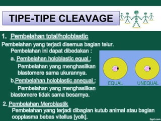 Cleavage orchidaceae | PPT