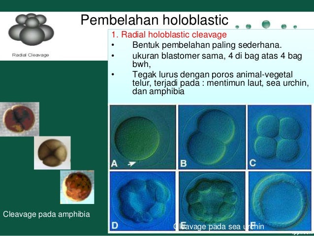 Cleavage orchidaceae