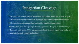 cleave dan implantasi_ kel 4.pptx