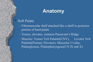 cleft-lip-palate-9801.ppt prosthodontics ppt | PPT
