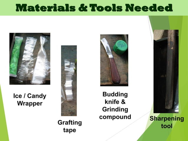 Cleft Grafting for Jackfruit Planting Material Production | PDF ...