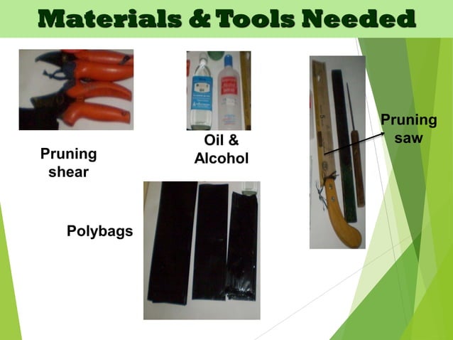 Cleft Grafting for Jackfruit Planting Material Production | PDF ...